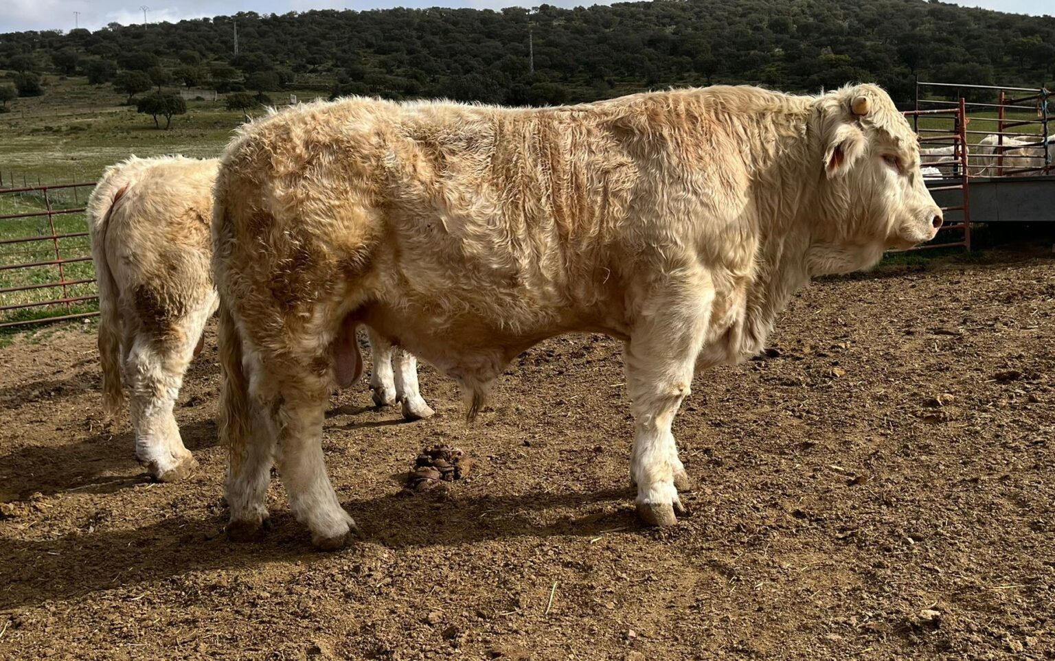 Venta de Charolés - CHAROLÉS TRIGO GARCÍA (MX)™️